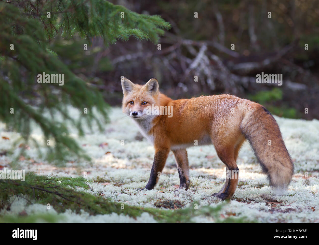 Red fox ontario animal hi-res stock photography and images - Alamy