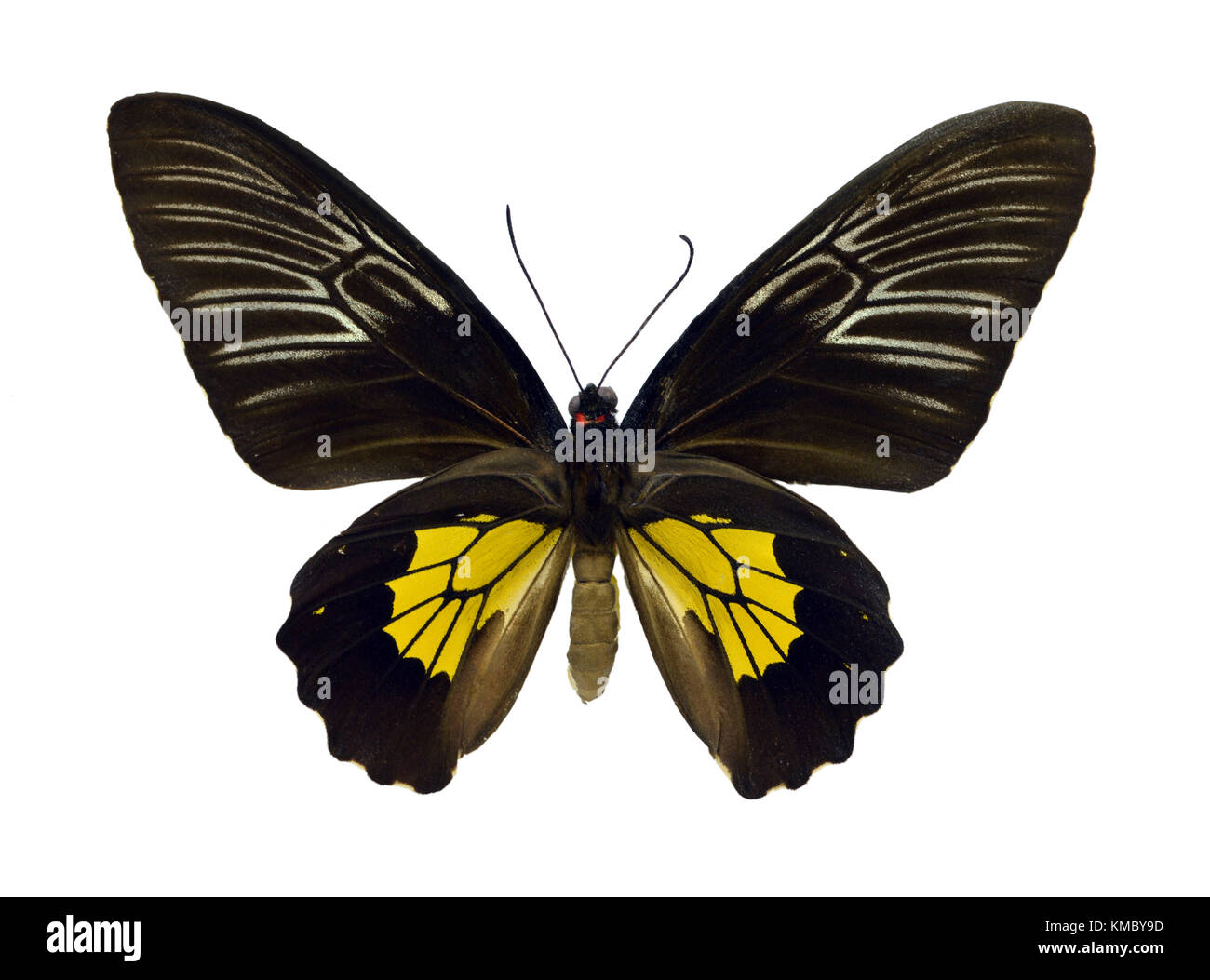 Beautiful exotic colorful Ornithoptera Troides Rhadamantus butterfly ...