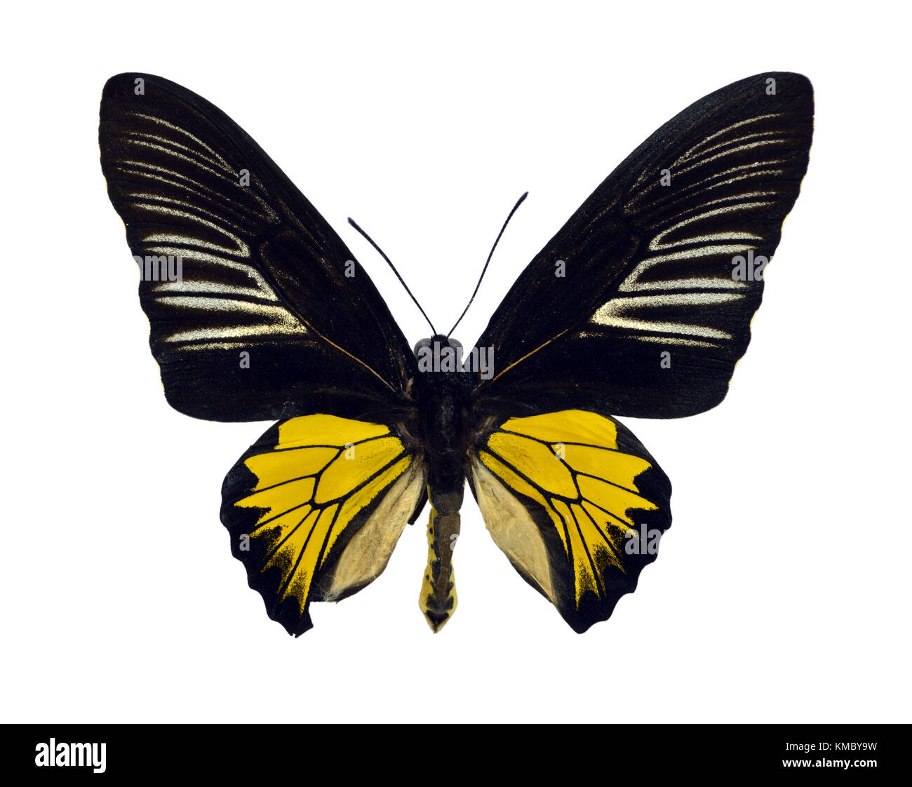 Beautiful exotic colorful Ornithoptera Troides Rhadamantus butterfly ...
