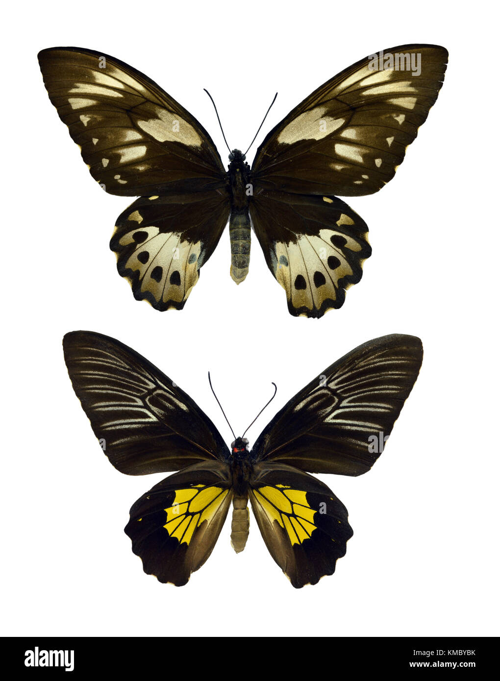 Beautiful exotic colorful butterflies isolated on white background ...