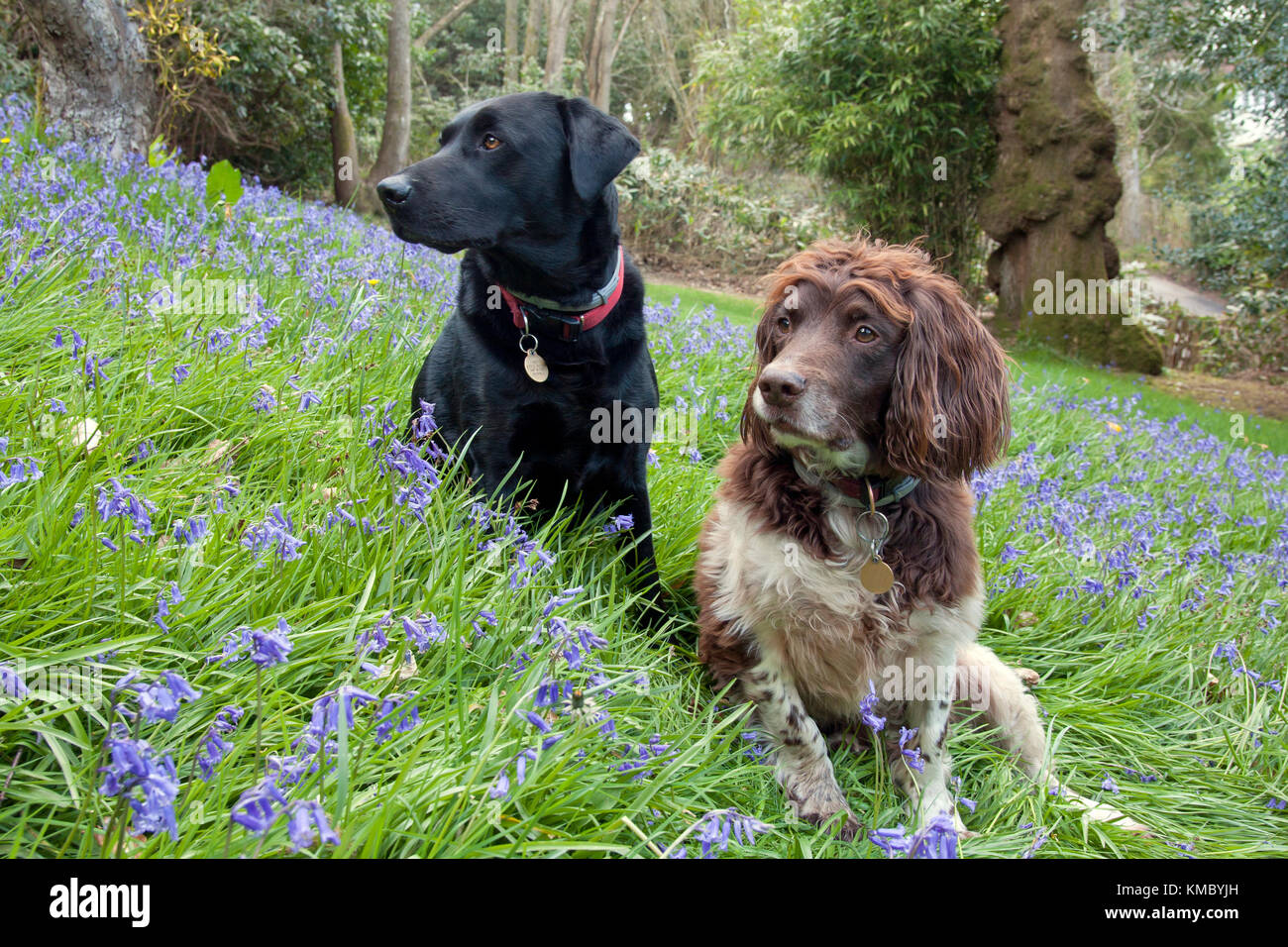 Springer spaniel and black labrador, two young adults sitting among ...