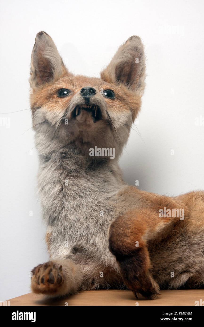 Stuffed creature hi-res stock photography and images - Alamy