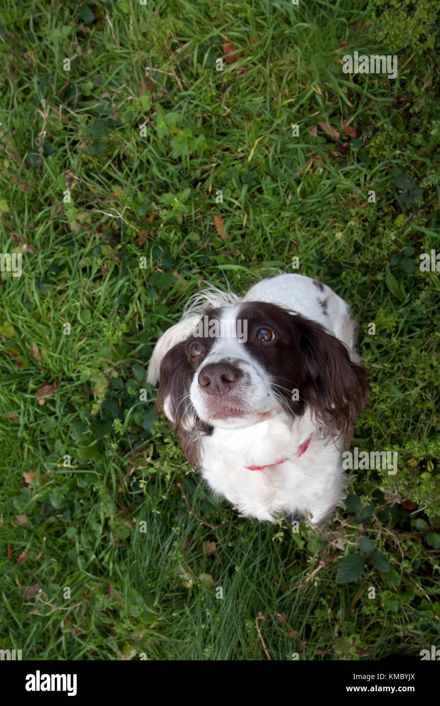 cross springer spaniel "sprocker", adult, looking into camera Stock ...