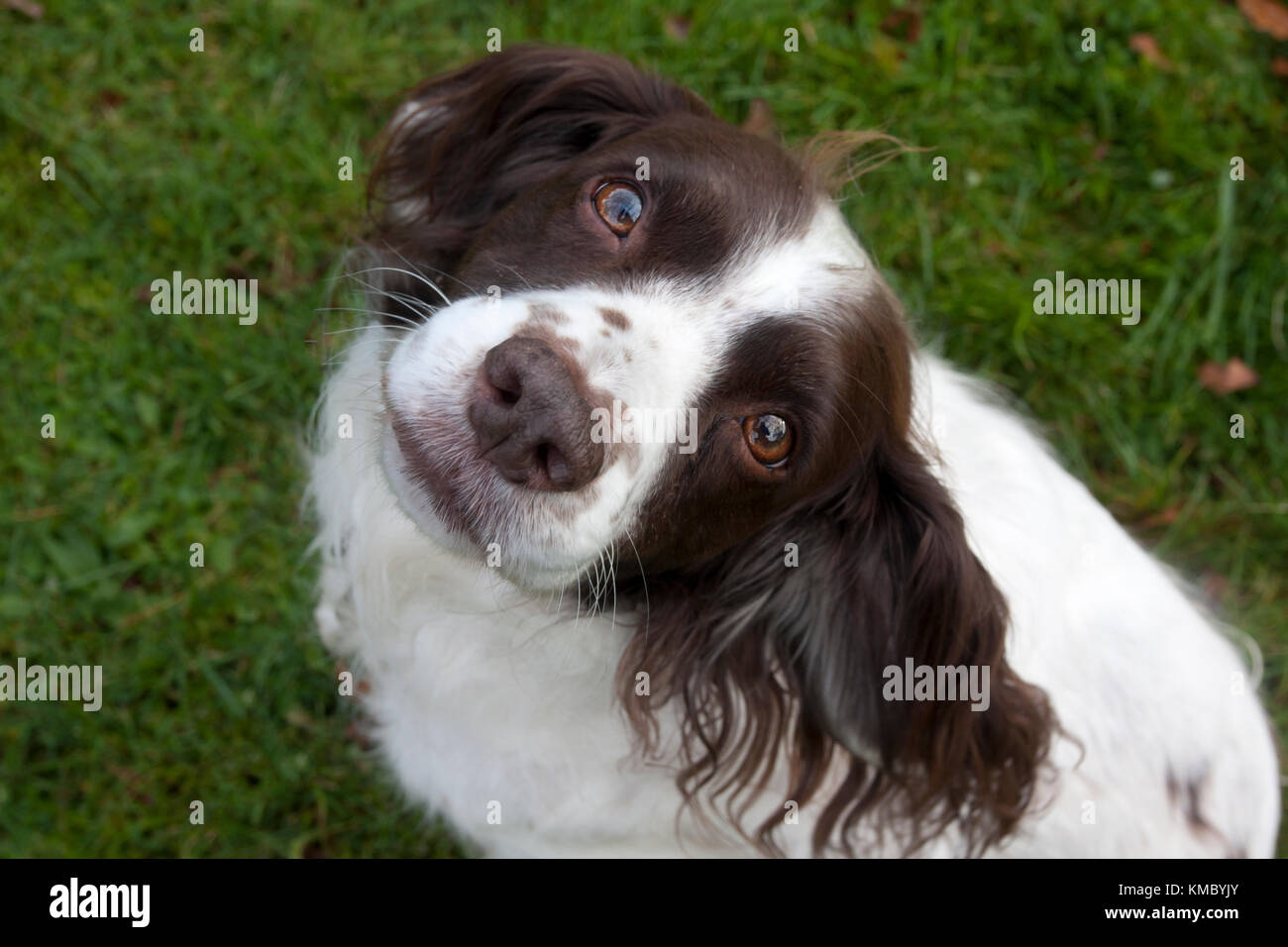 cross springer spaniel "sprocker", adult, looking into camera Stock ...