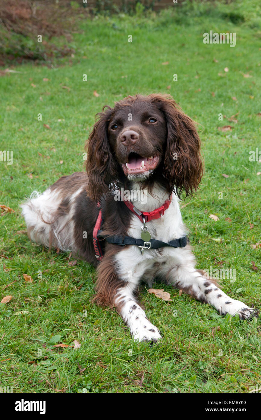Liver and white springer spaniel hi-res stock photography and images ...