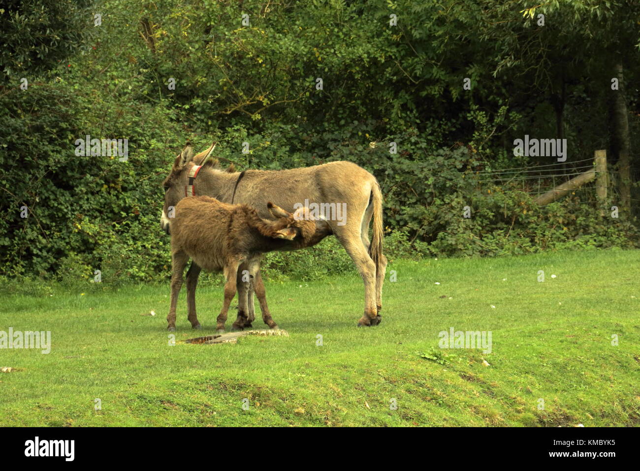 Young donkey suckling Stock Photo - Alamy