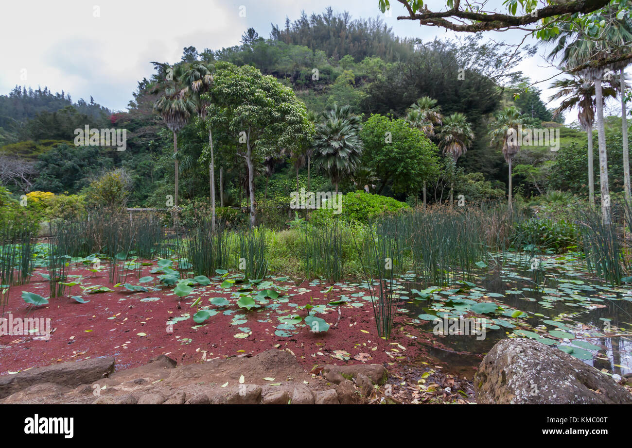Waimea Valley pond with water lily's Oahu Hawaii Stock Photo - Alamy