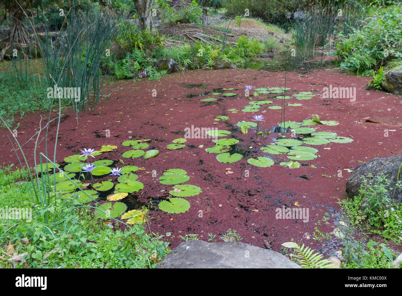 Waimea Valley pond with water lily's Oahu Hawaii Stock Photo - Alamy