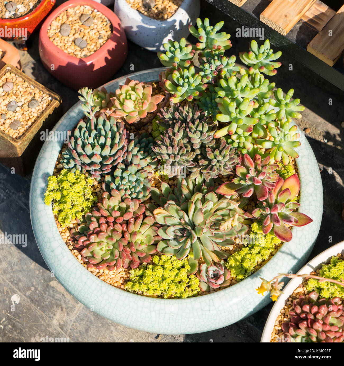 Rectangular arrangement of succulents; cactus succulents in a planter ...