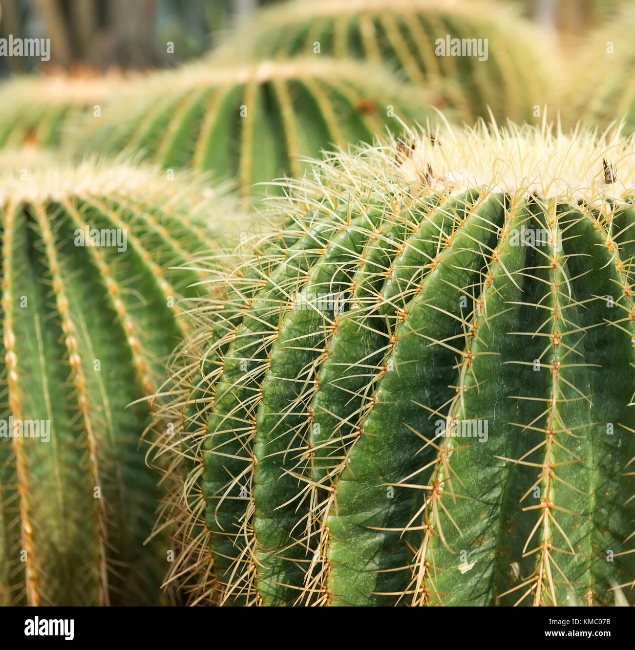 cactus close up Stock Photo - Alamy