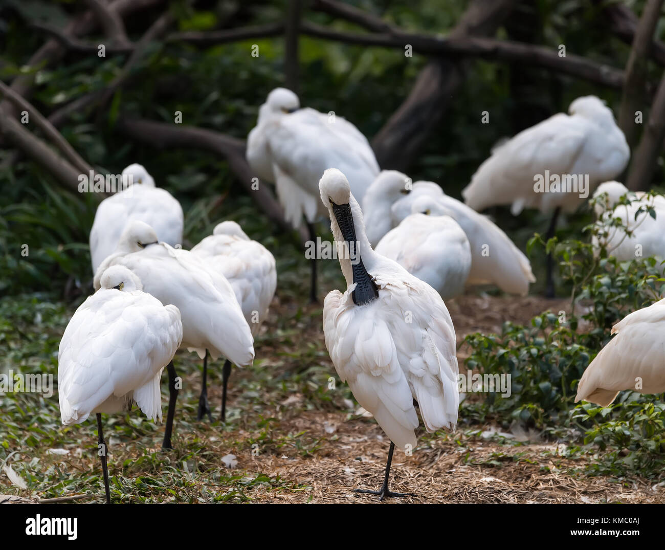 Spoonbill Bird Portrait Stock Photo - Alamy