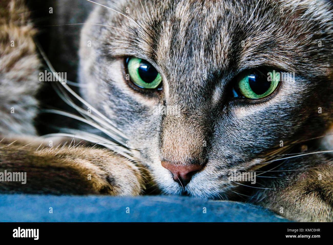 Gray tabby cat, closeup of face Stock Photo - Alamy
