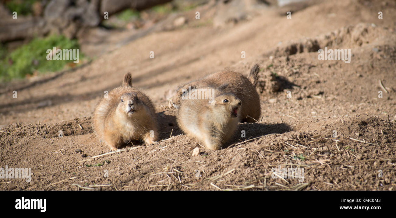 Cute Prairie Dogs Playing Together Stock Photo - Alamy