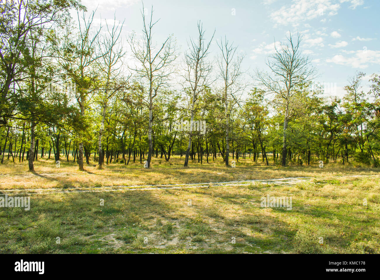 Beautiful trees in a forest in a grove in green color Stock Photo - Alamy