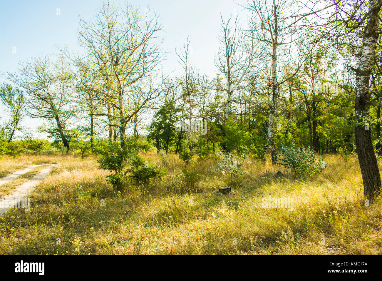 Beautiful trees in a forest in a grove Stock Photo - Alamy