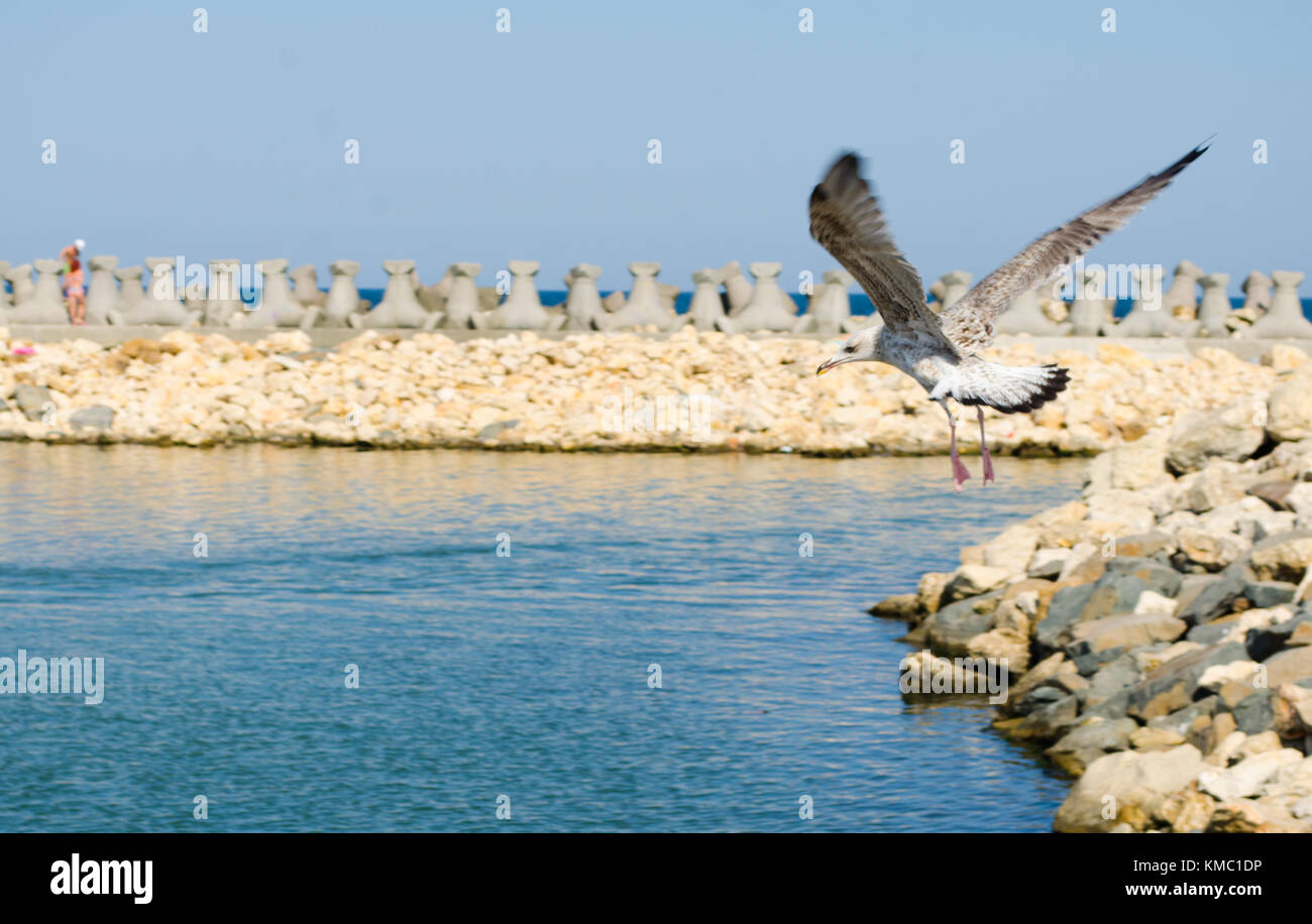 Bird flying high Stock Photo - Alamy
