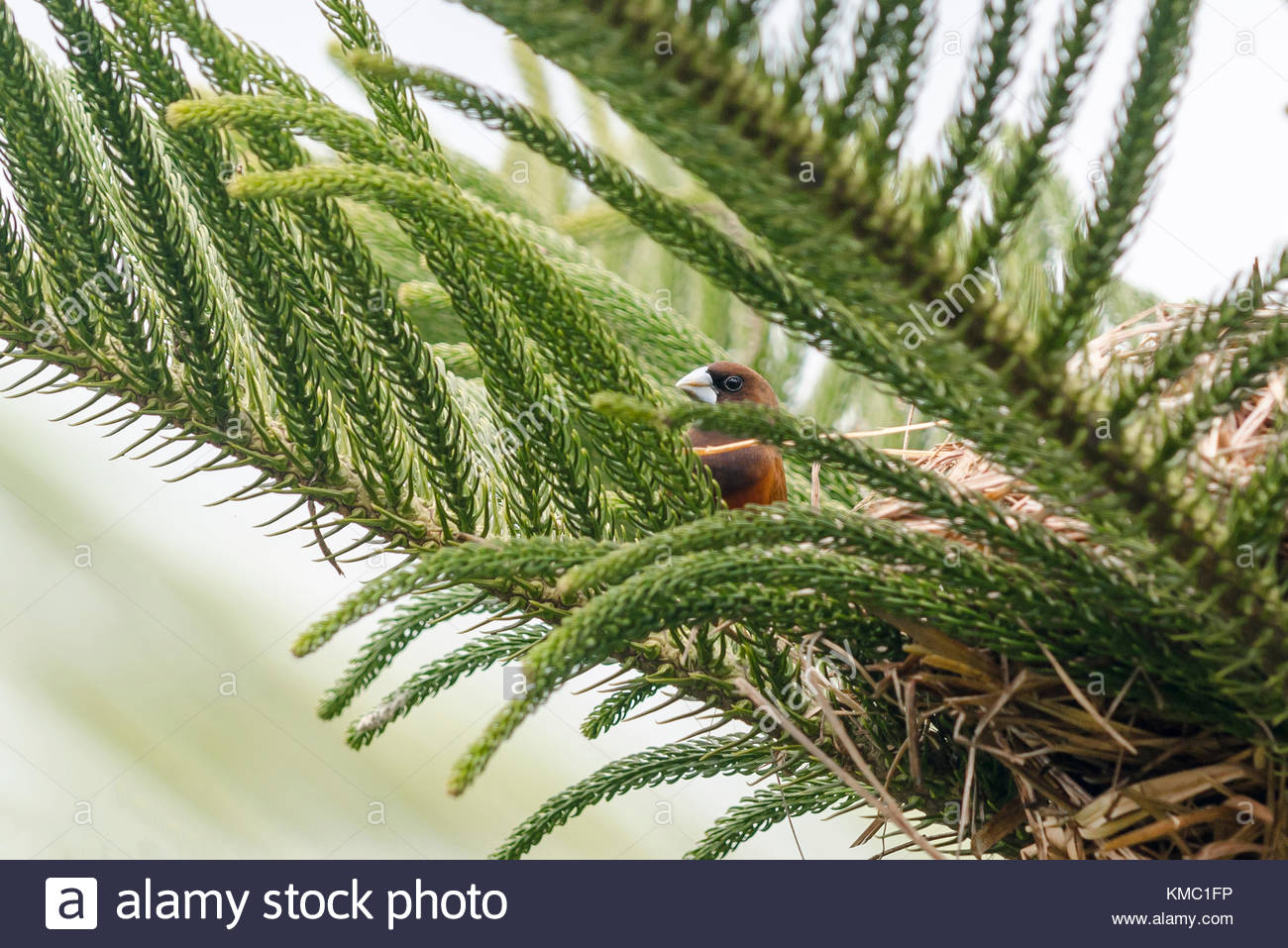 Maluku Islands Stock Photos & Maluku Islands Stock Images - Alamy