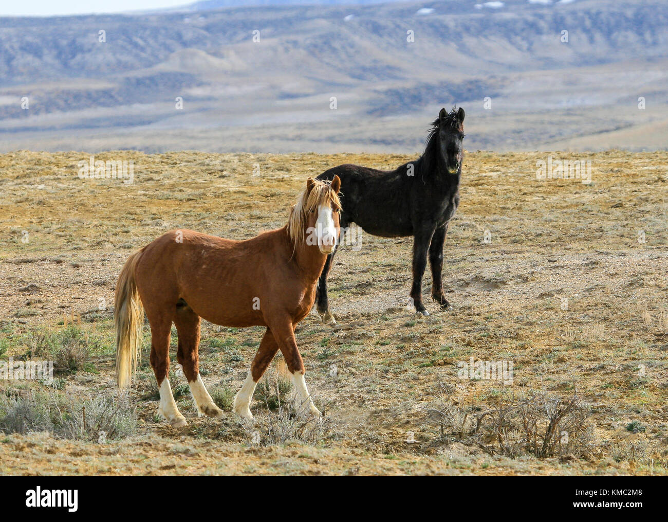 Young Wild Stallion with His First Mare Stock Photo - Alamy