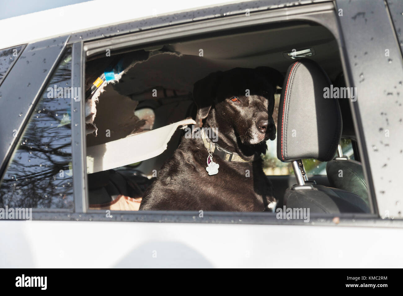 Black dog sitting calmly after destroying vehicle interior Stock Photo ...