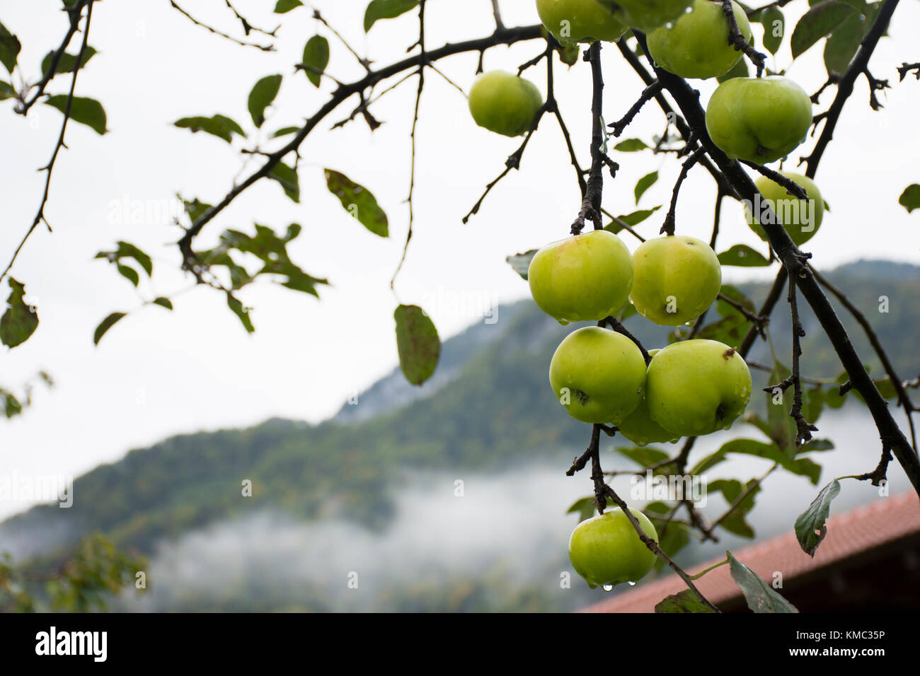 All natural apples hi-res stock photography and images - Alamy