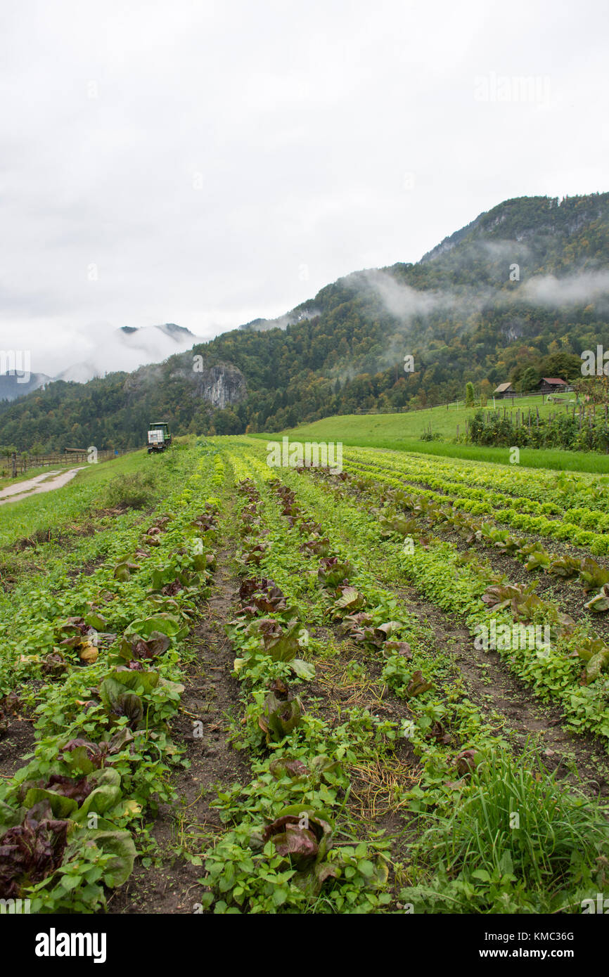 planted field on a cloudy day Stock Photo - Alamy