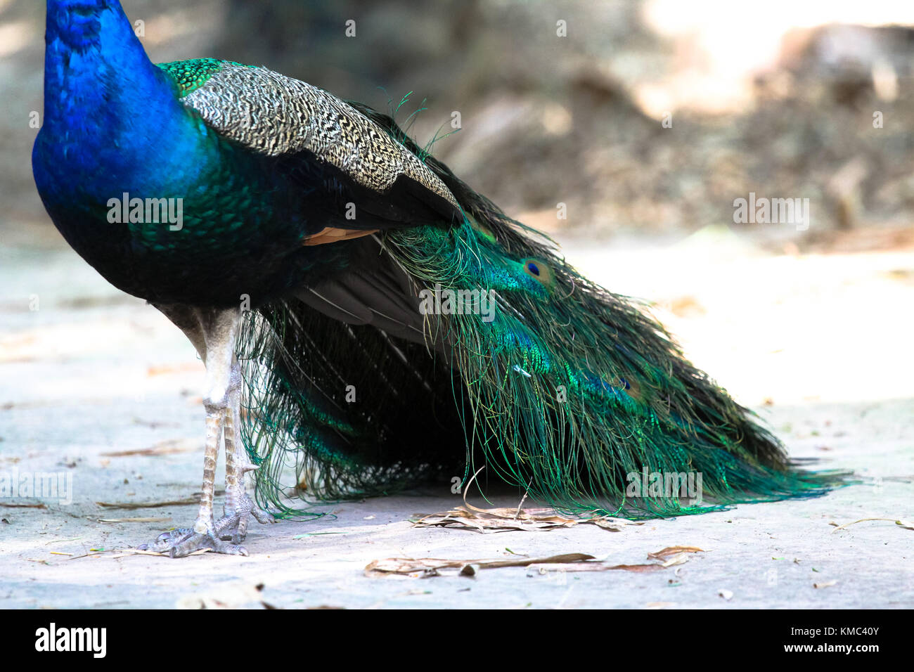 Male peafowl in the garden Stock Photo - Alamy
