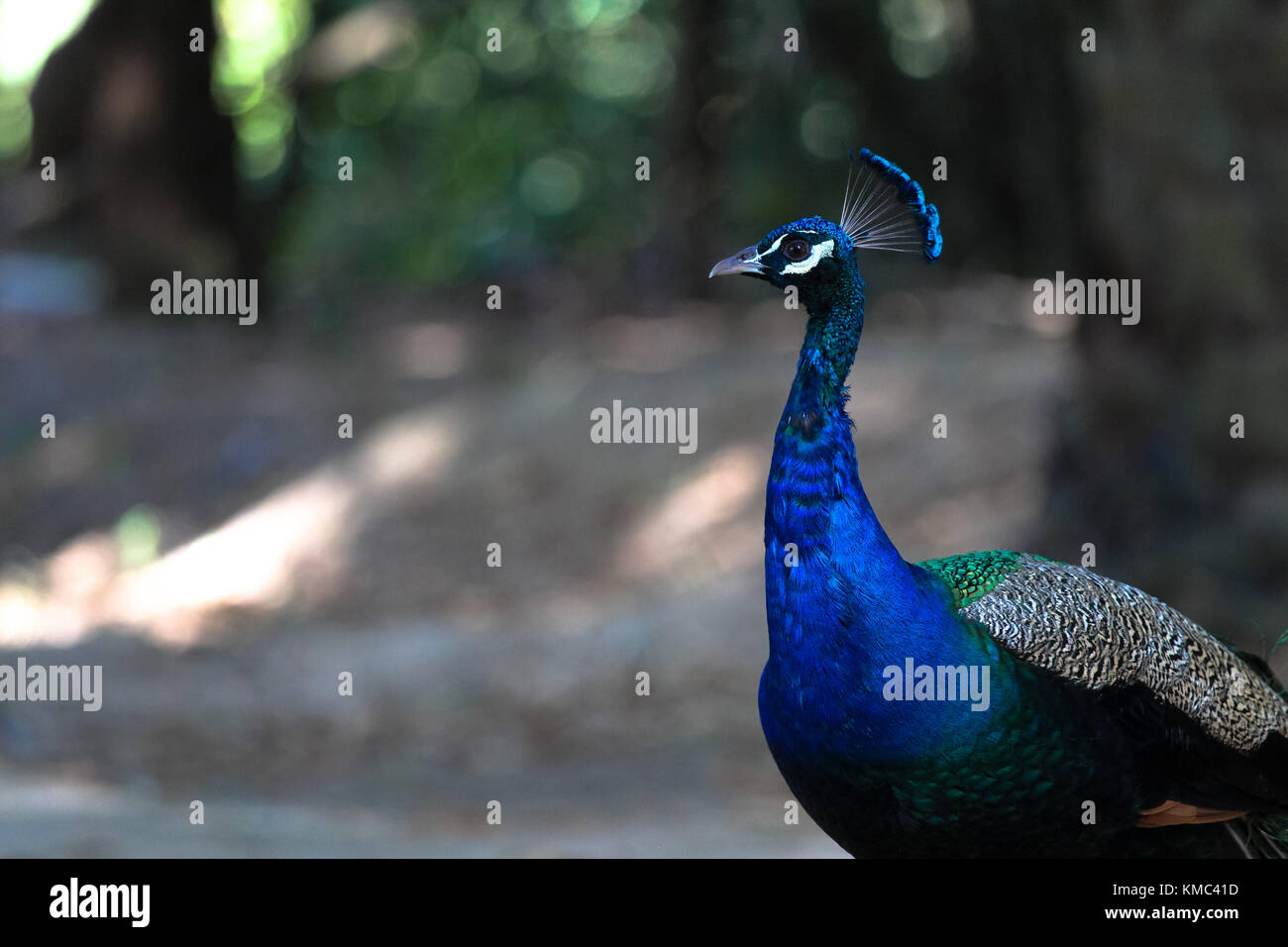Male peafowl in the garden Stock Photo - Alamy