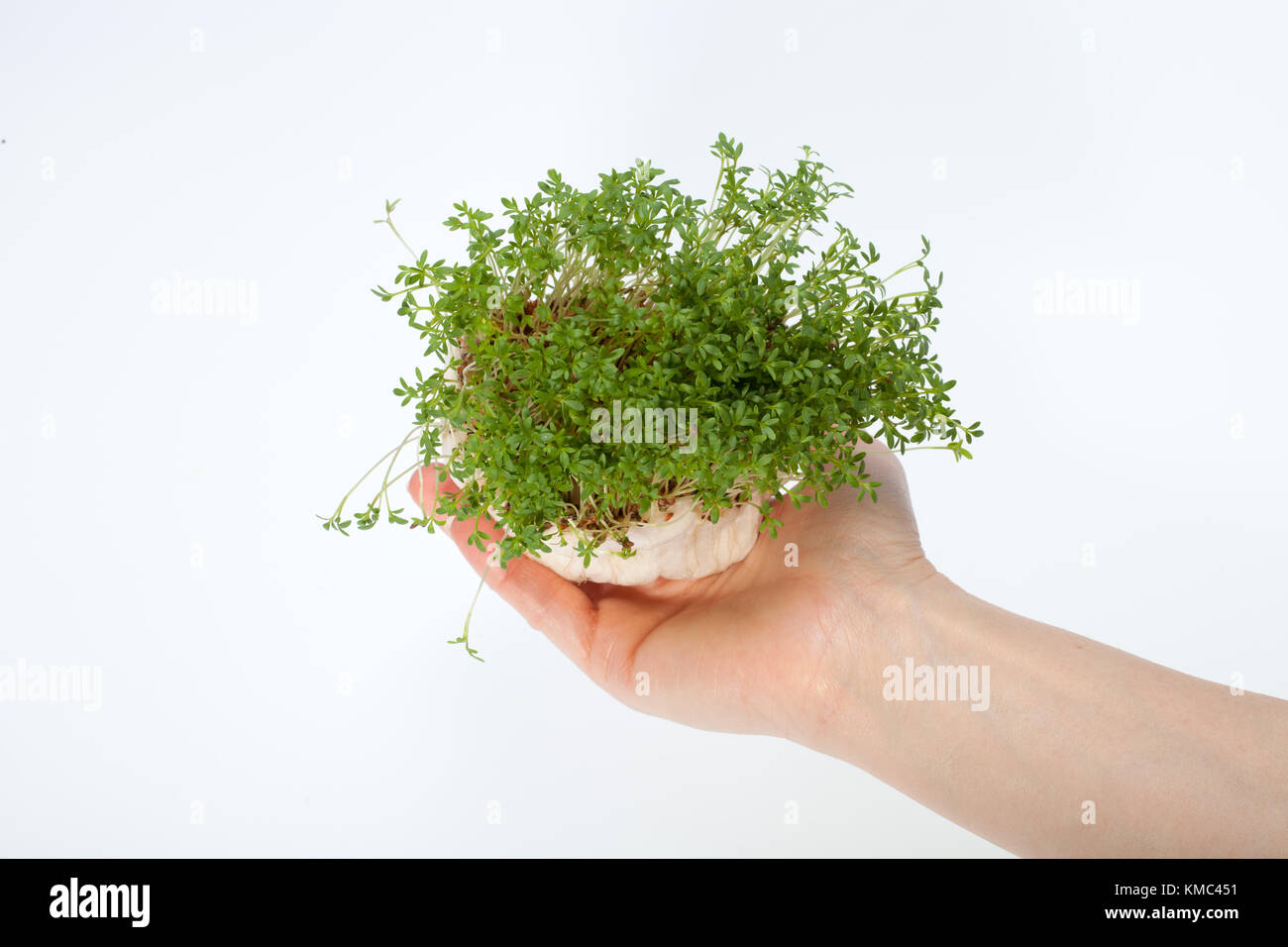 Fresh cress in the hand isolated on white background Stock Photo - Alamy