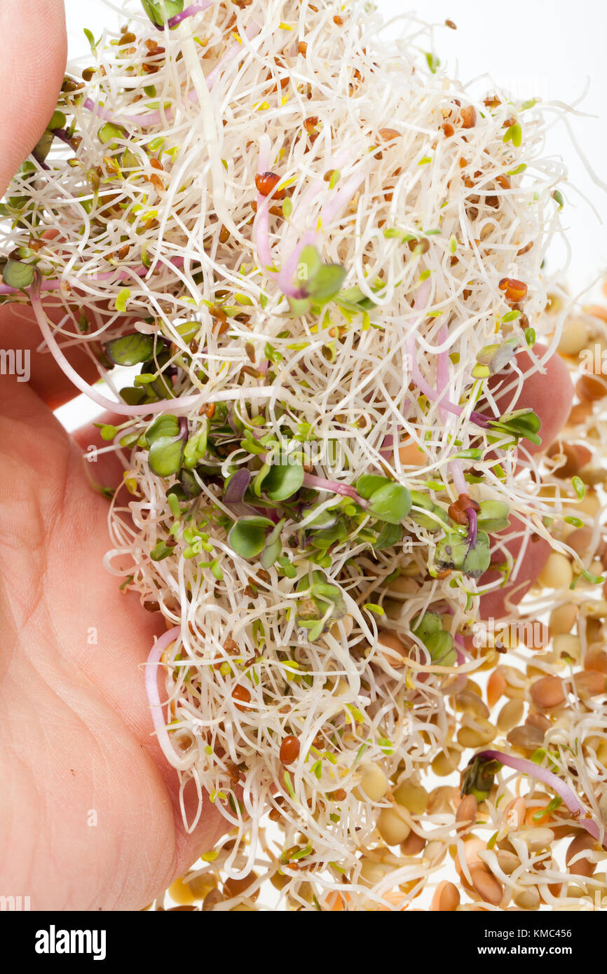 The healthy diet. Fresh sprouts isolated on white background Stock ...