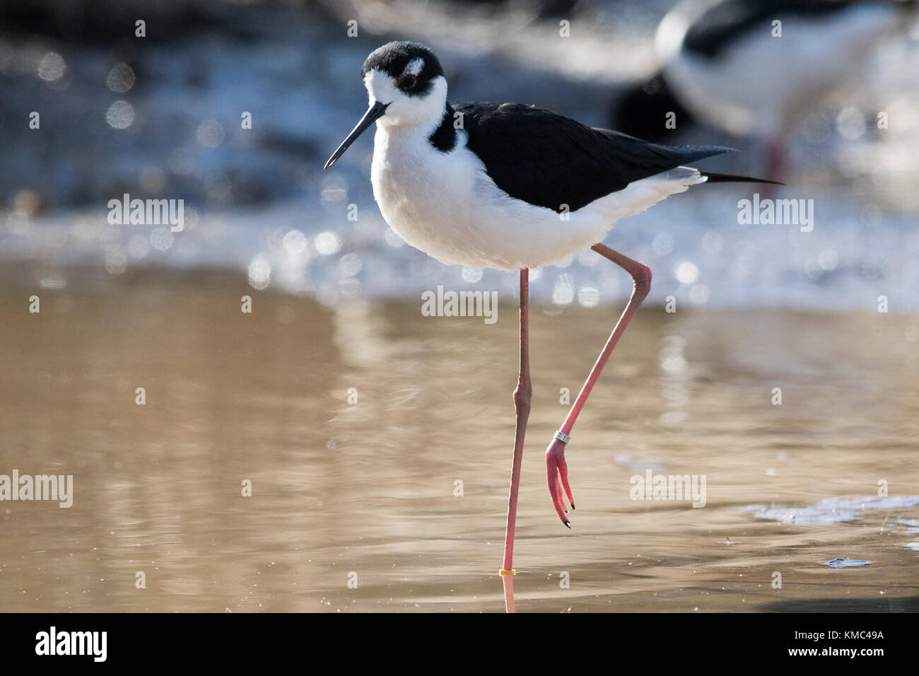 British Wading Birds High Resolution Stock Photography and Images - Alamy