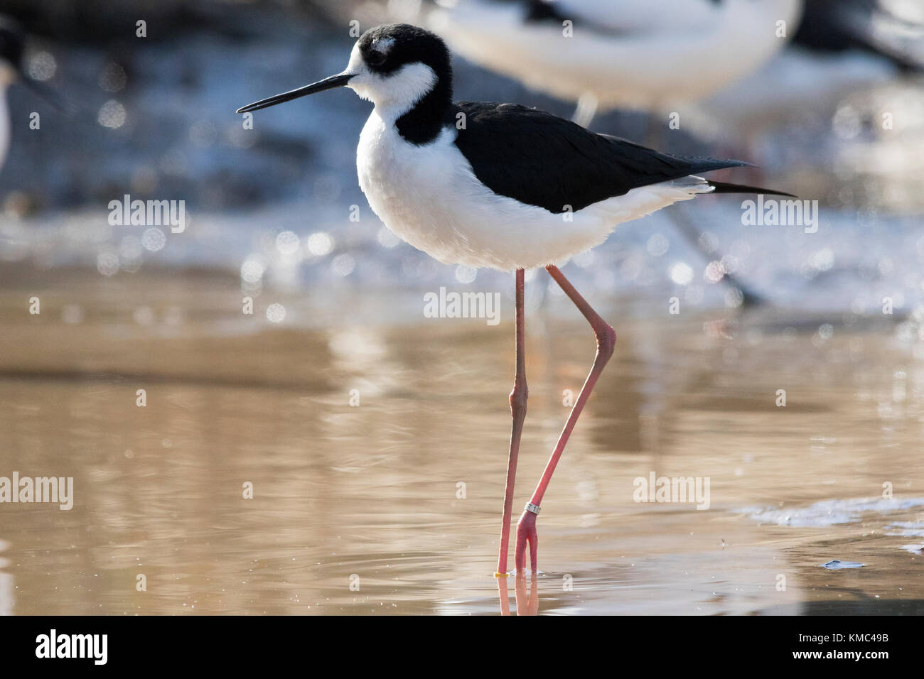 British Wading Birds High Resolution Stock Photography and Images - Alamy