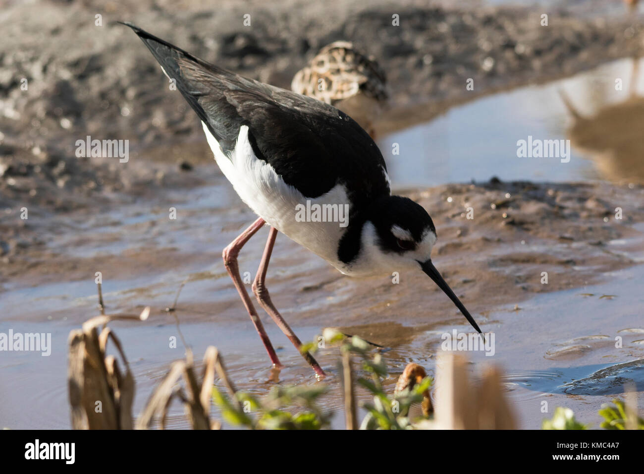 British Wading Birds Stock Photos & British Wading Birds Stock Images ...