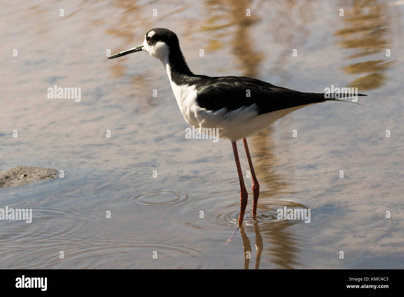 British Wading Birds High Resolution Stock Photography and Images - Alamy