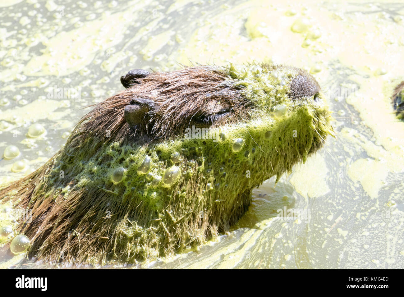 Cute Algae High Resolution Stock Photography and Images - Alamy