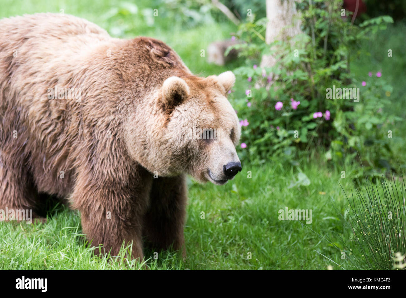 Romania Bear High Resolution Stock Photography and Images - Alamy