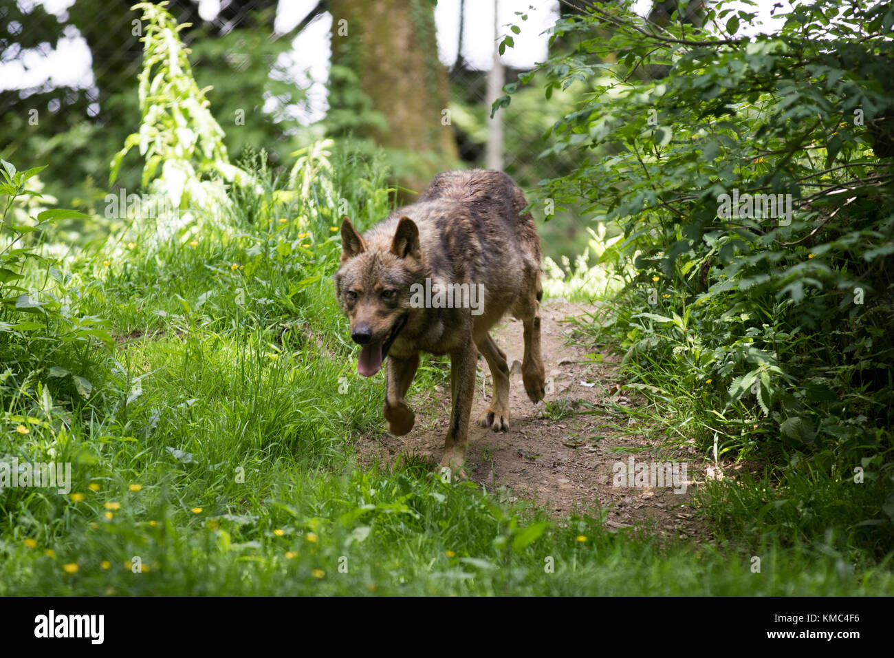 Iberian Wolves Canis Lupus Signatus High Resolution Stock Photography ...