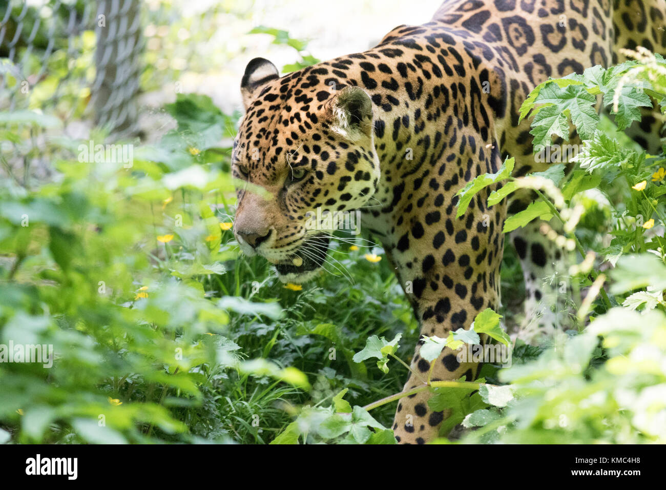 Jaguar Eating High Resolution Stock Photography and Images - Alamy