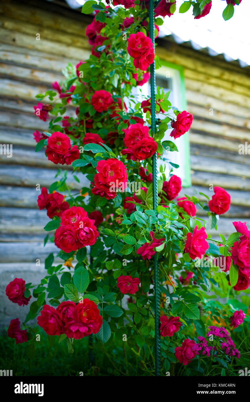 Standard Rose Bush High Resolution Stock Photography and Images - Alamy