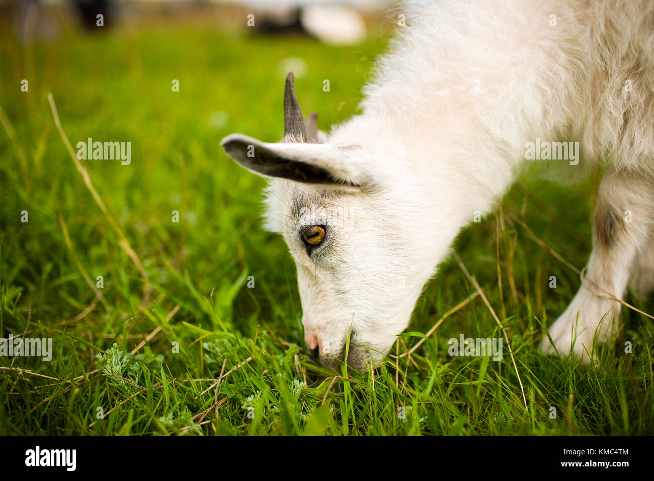 Young goat grazing in the meadow and eating grass Stock Photo - Alamy
