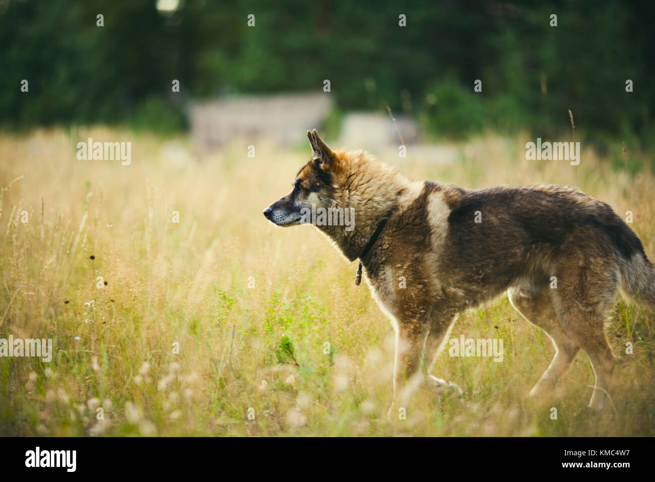 Portrait of an adult and a very intelligent dog on the nature. Mixed ...