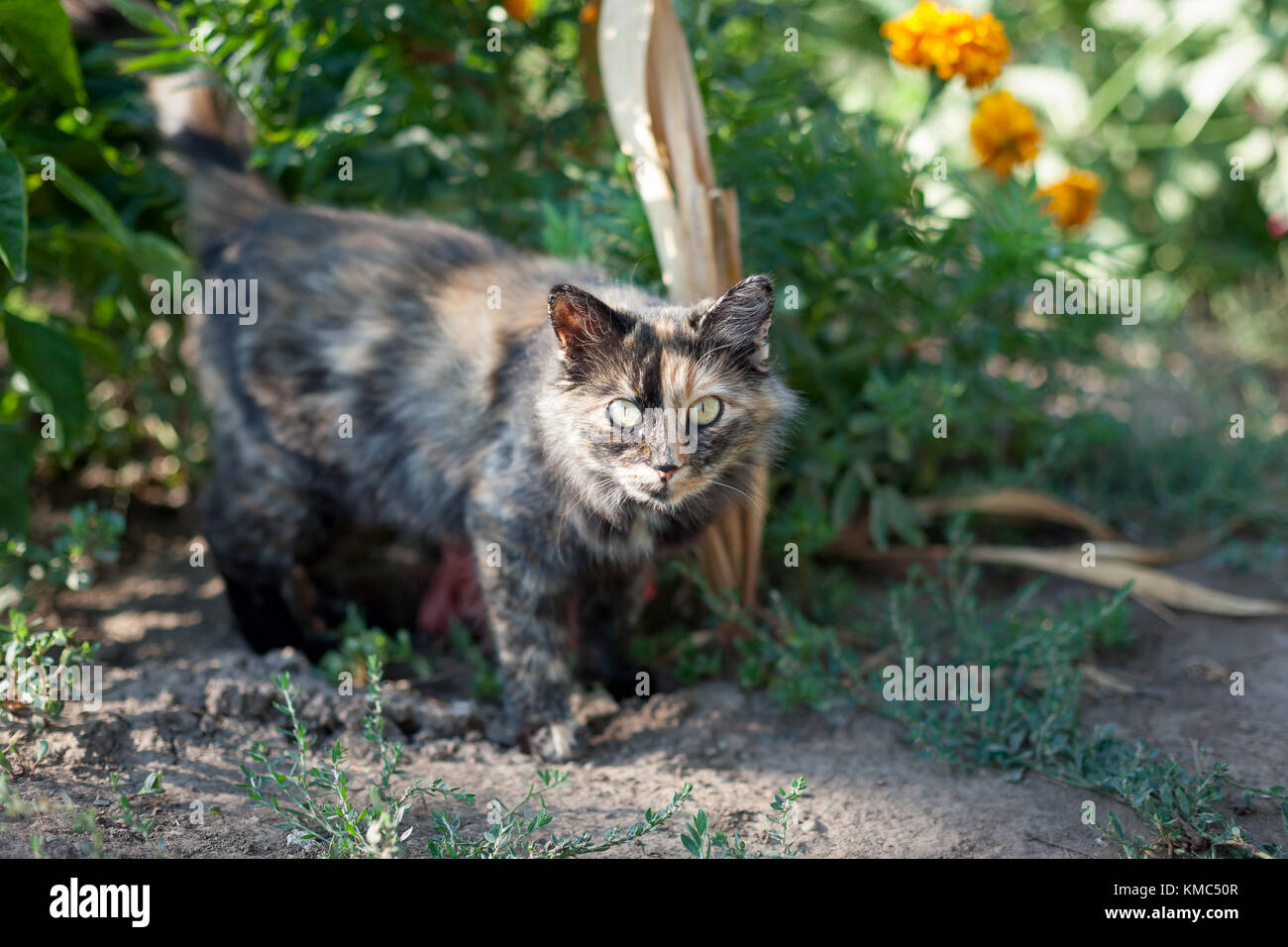 Rustic cat on a background of bushes with flowers Stock Photo - Alamy
