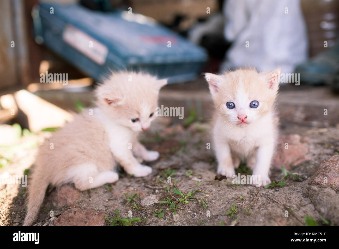 Two small funny kitten sitting on the ground Stock Photo - Alamy