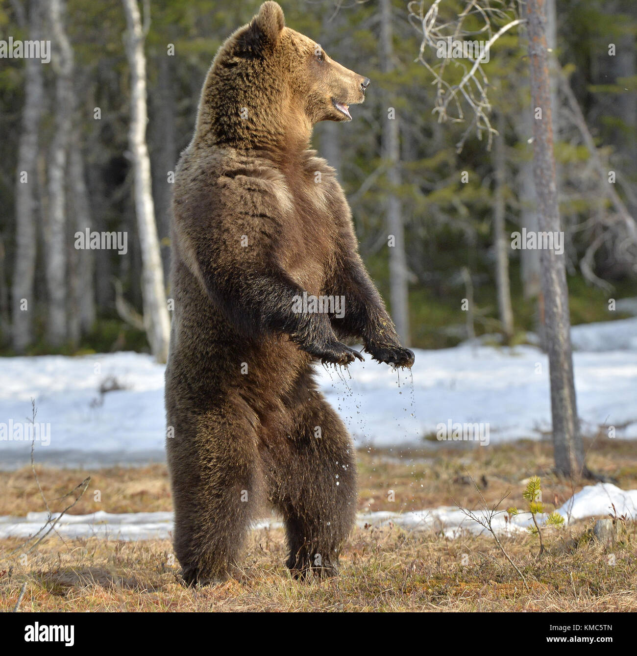 Brown bear standing up hi-res stock photography and images - Alamy