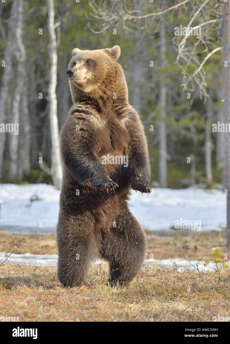 Brown bear standing up hi-res stock photography and images - Alamy
