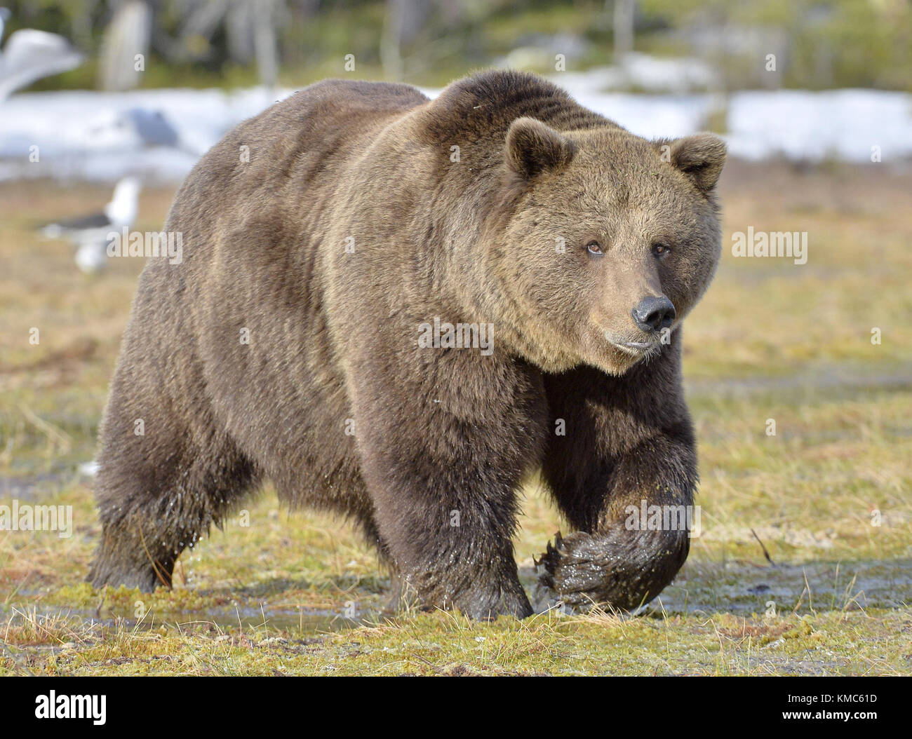 Brown Bear (Ursus arctos) male walking on the bog in spring forest ...