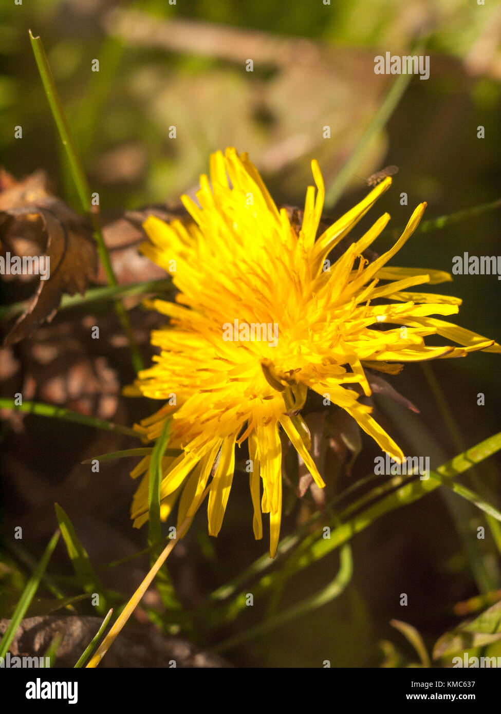 close up of yellow long petaled dandelion on the ground bright; essex ...