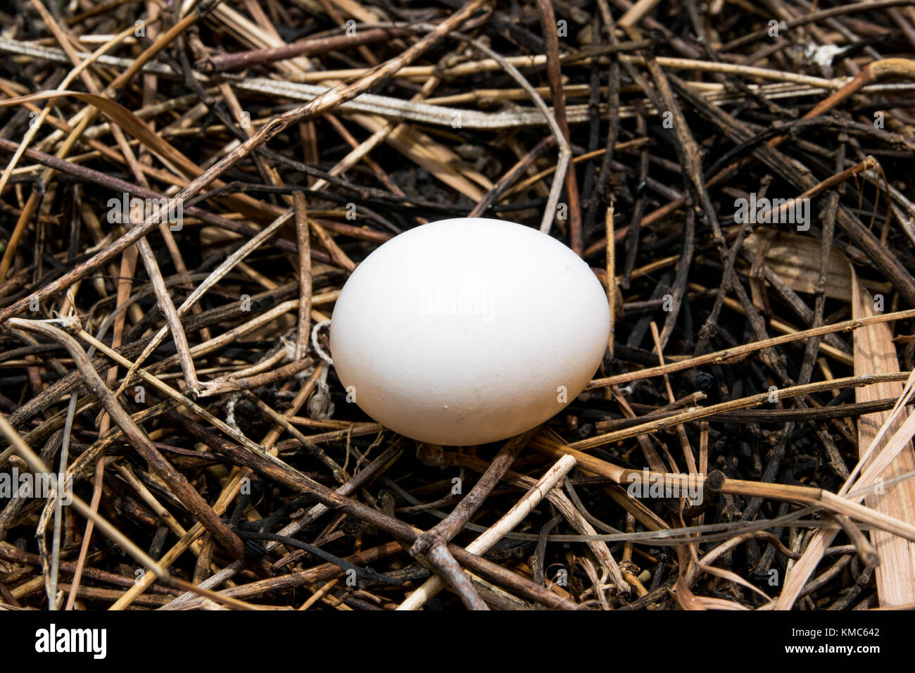 Eggs in nest close up Stock Photo - Alamy