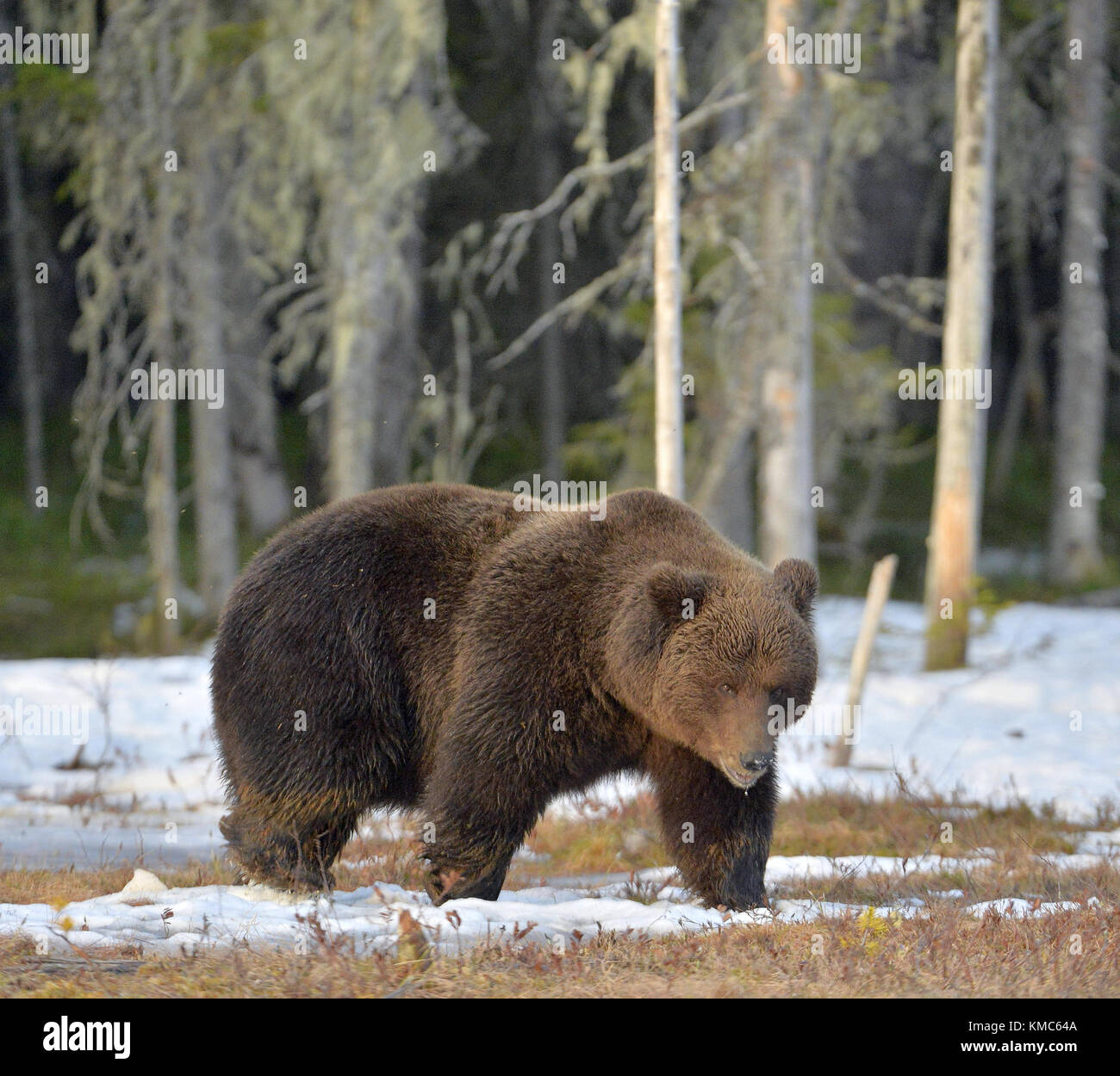 Brown Bear (Ursus arctos) male walking on the bog in spring forest ...