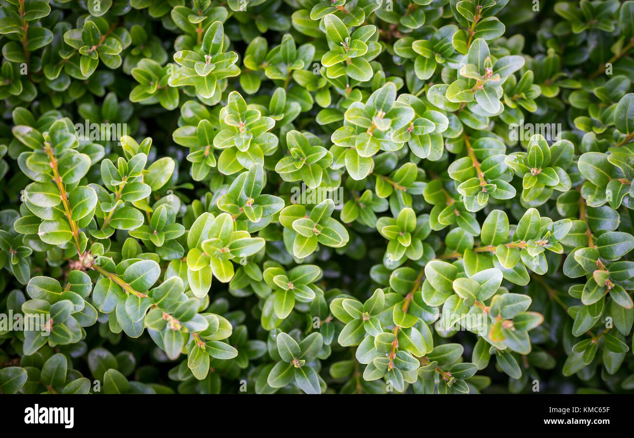 Bright green boxwood hedge hi-res stock photography and images - Alamy