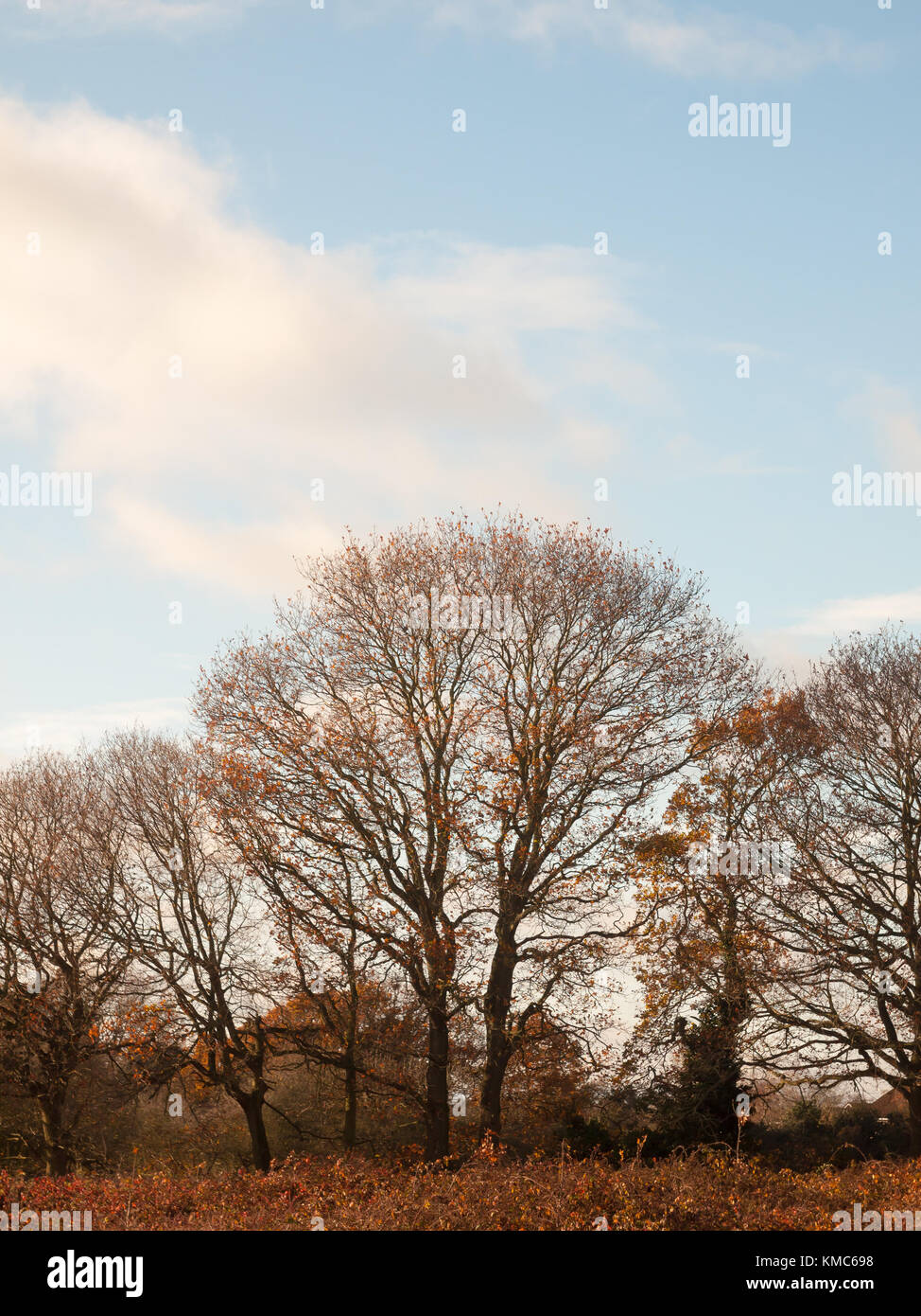 autumn tree skyline brown bare branches no leaves fallen clear sky ...